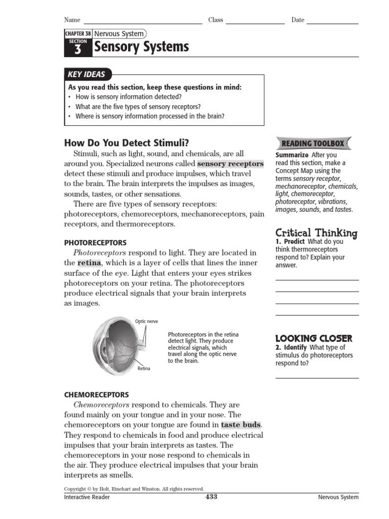 Reading 14 Senses | PDF | Senses | Stimulus (Physiology)