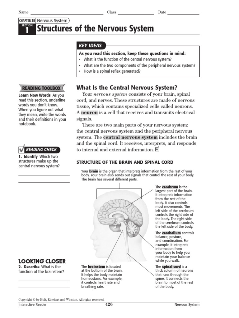 Reading-12-Nervous System | PDF | Nervous System | Neuron