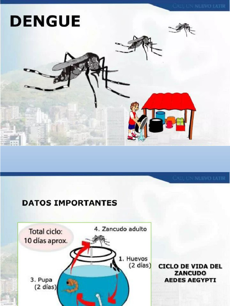 Dengue | PDF