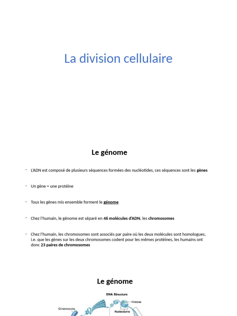 Phases de la division cellulaire | PDF | Mitose | Méiose