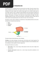 Anatomy of the Pelvis Explained | PDF | Pelvis | Vertebra