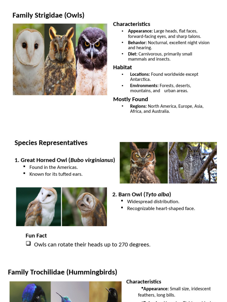 JALIL Family Strigidae, Passeridae, Trochilidae Presentation | PDF ...