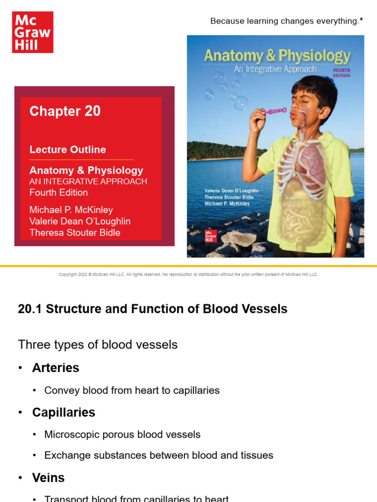 Ch 20 Blood Vessels Pdf Artery Vein