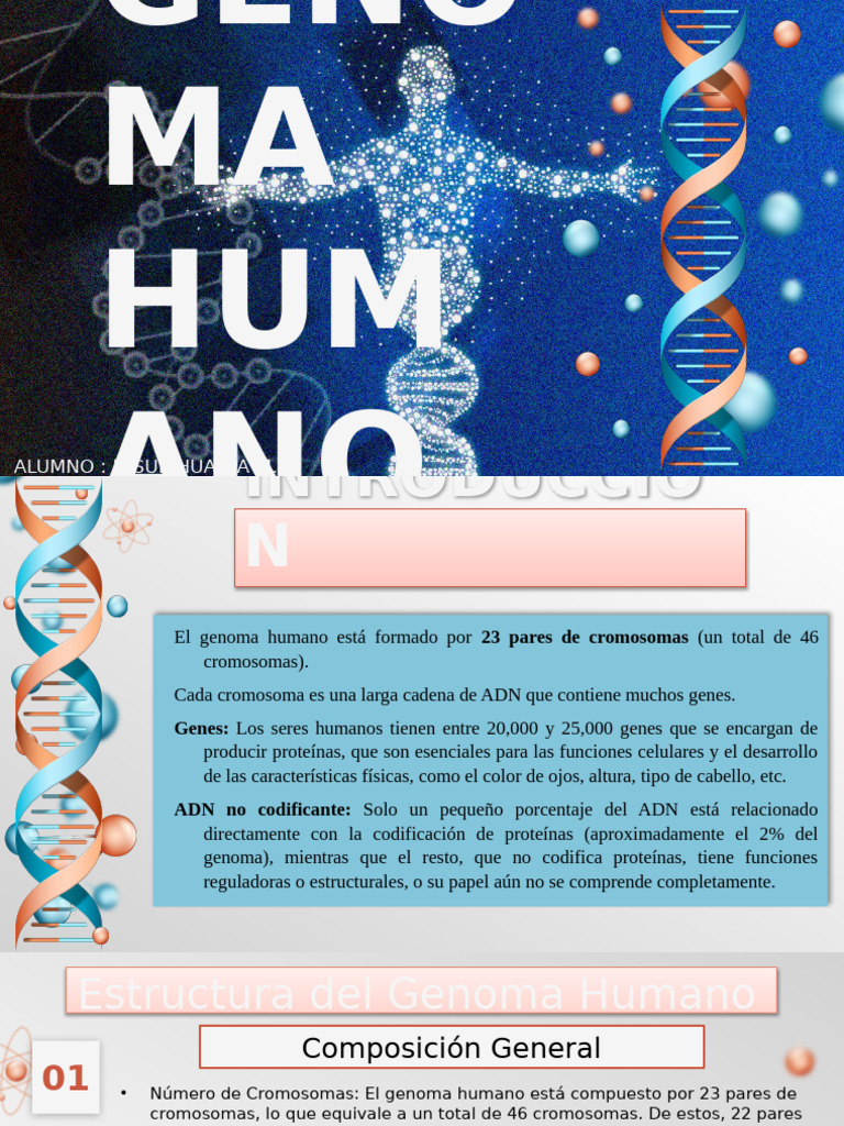 Estructura Completa del Genoma Humano | PDF | Genoma humano | Genoma