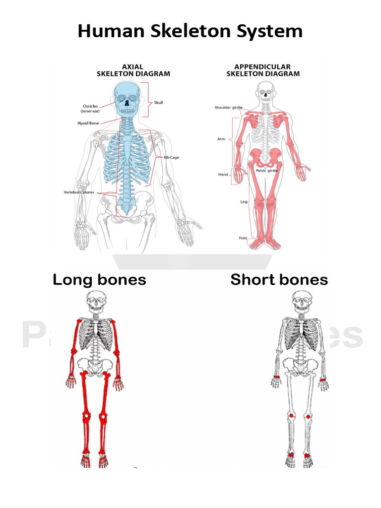 Kunal-550) Human Skeleton System - Kunal | PDF | Vertebral Column | Vertebra