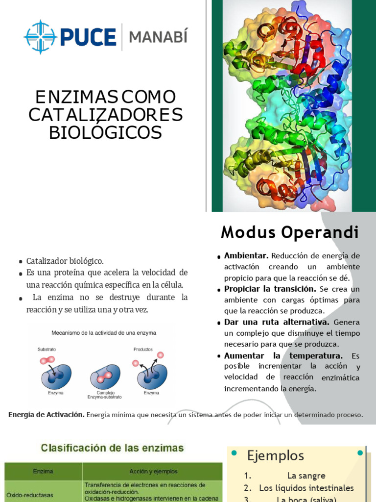 Clase Enzima Como Catalizador Biológico | PDF | Enzima | Catálisis