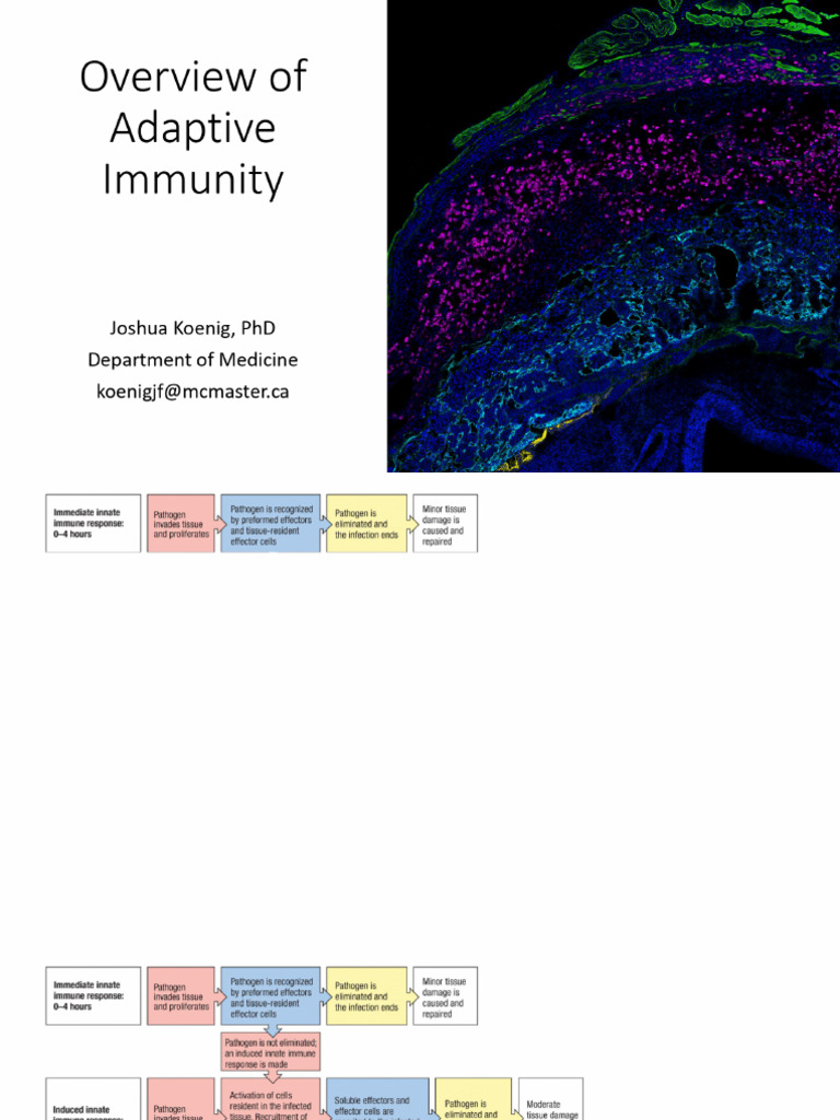 Understanding Adaptive Immunity Basics | PDF | T Cell | Antigen