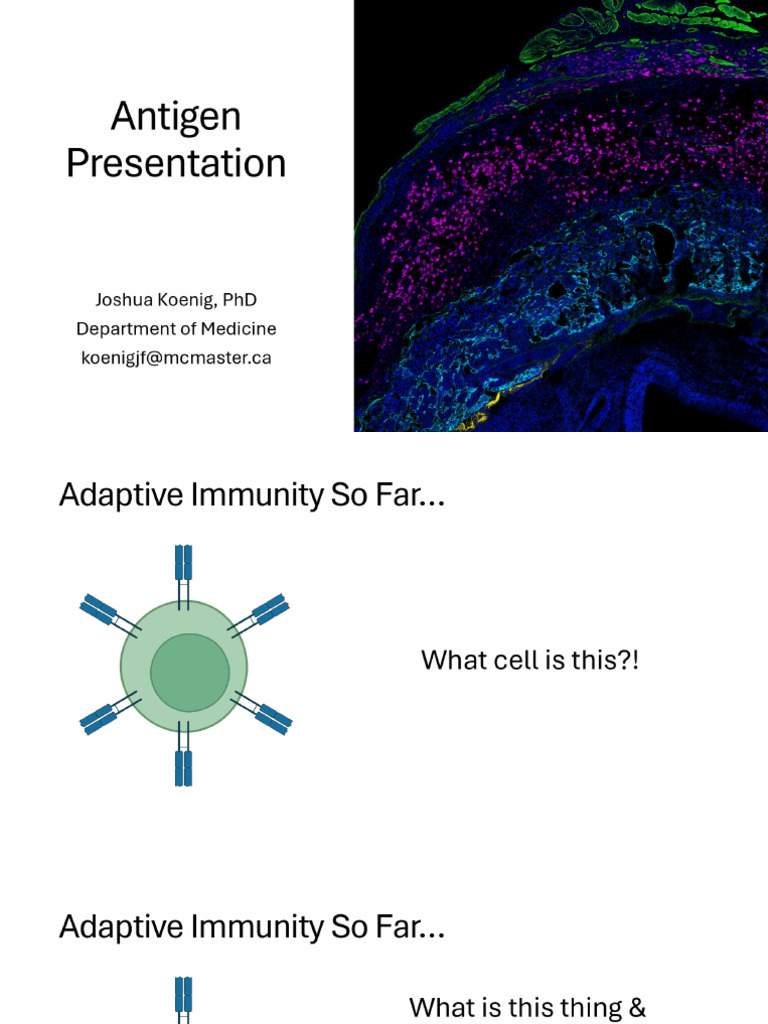 Lecture 14 - Antigen Presentation-2 | PDF | Mhc Class I | T Cell