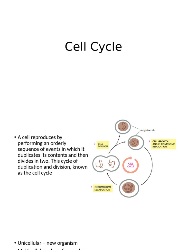 Cell Cycle | PDF | Cell Cycle | Kinase