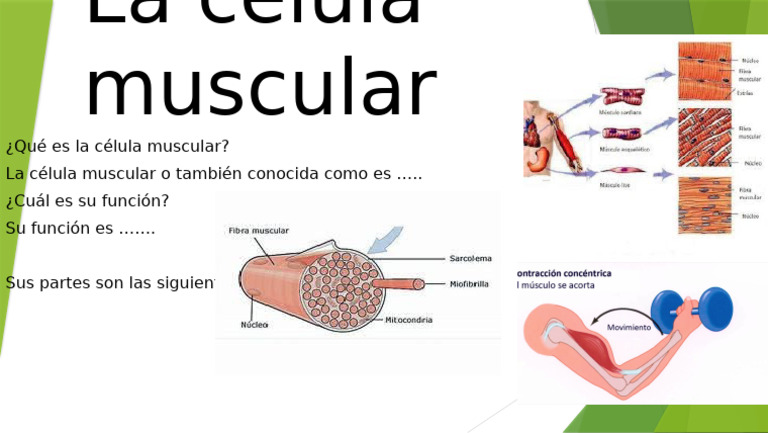 La Célula Muscular | PDF