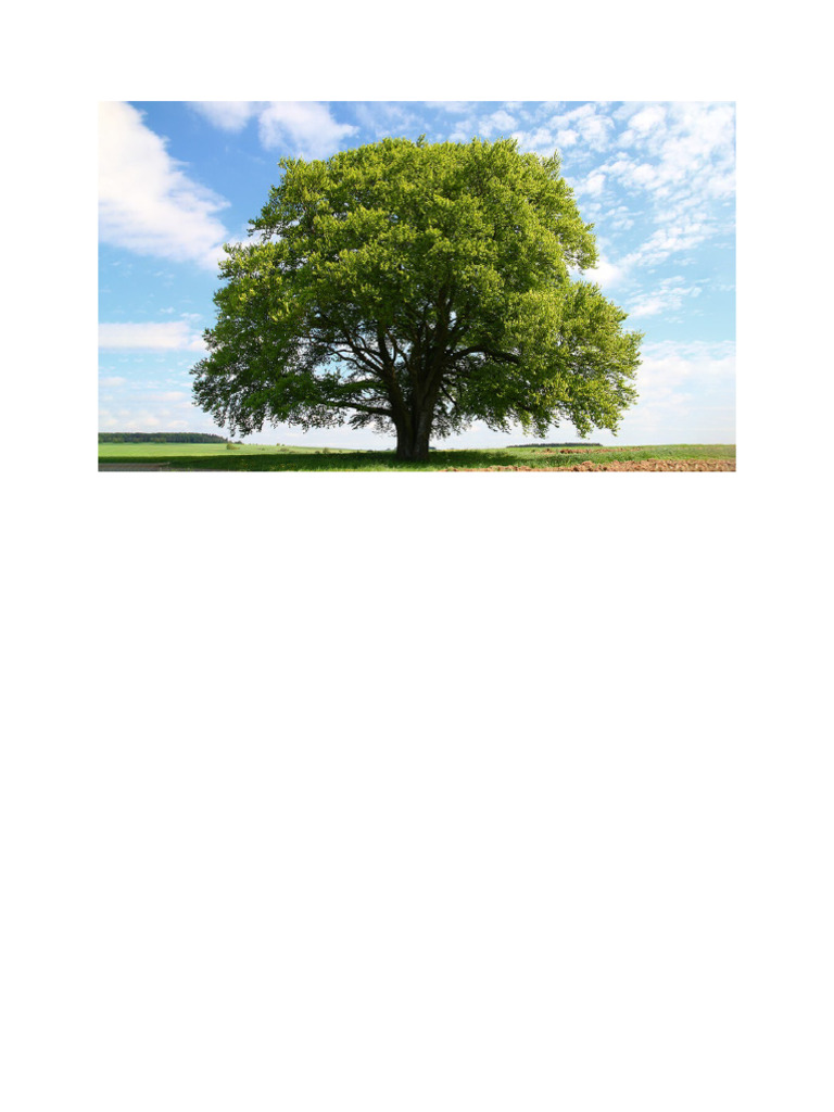 Fascinating Tree Facts and Wonders | PDF