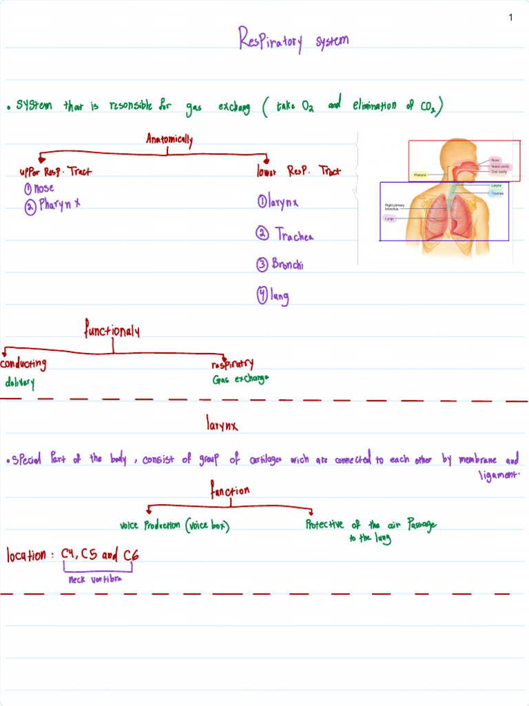 Respiratory System | PDF