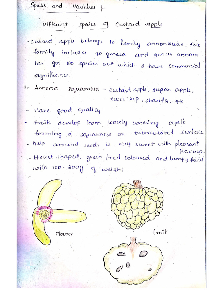 RH18-47 Species of Custard Apple | PDF