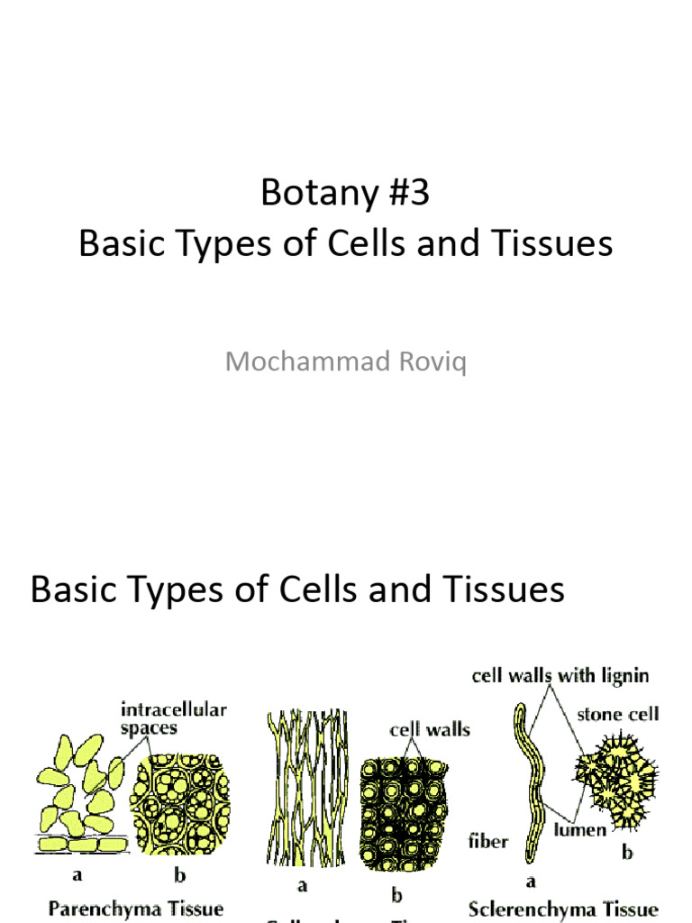 #3 MRQ Lect - Botany Basic Types Tissues | PDF | Leaf | Tissue (Biology)