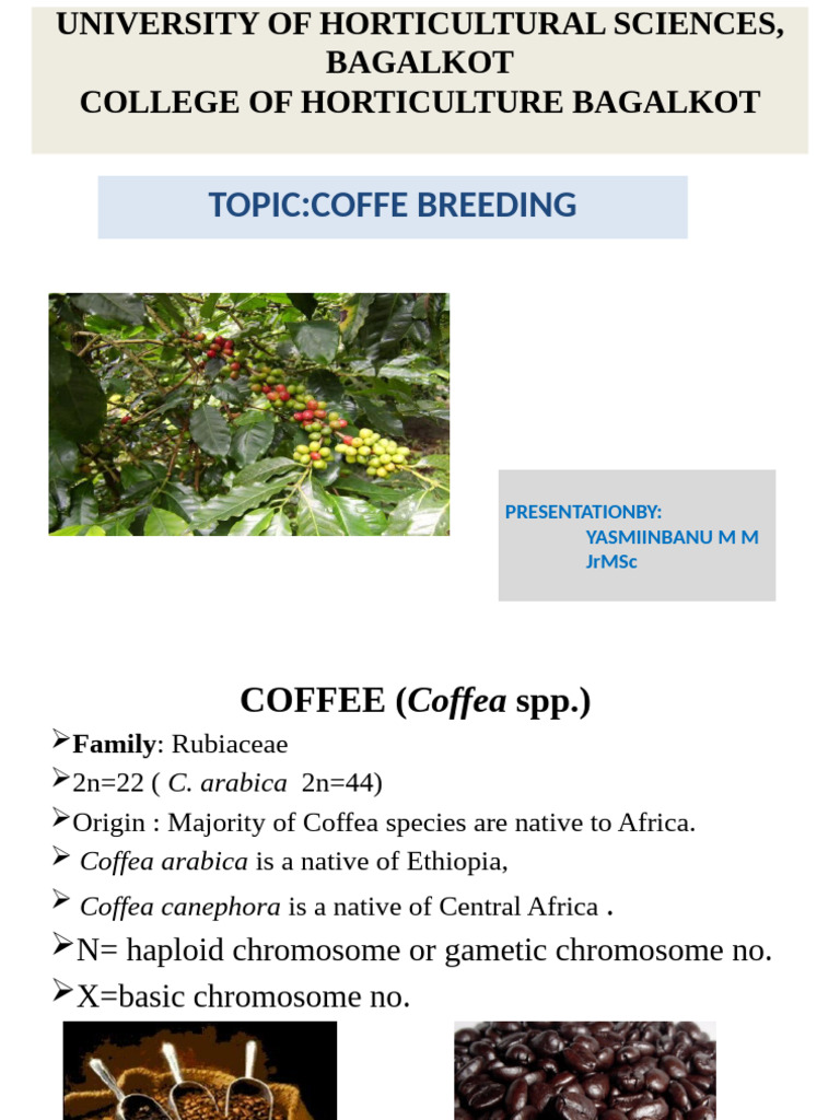 Coffee Breeding Final-1 | PDF | Coffee | Agriculture