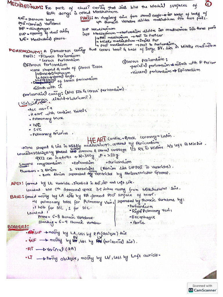 Anatomy Mid Portion Short Notes | PDF