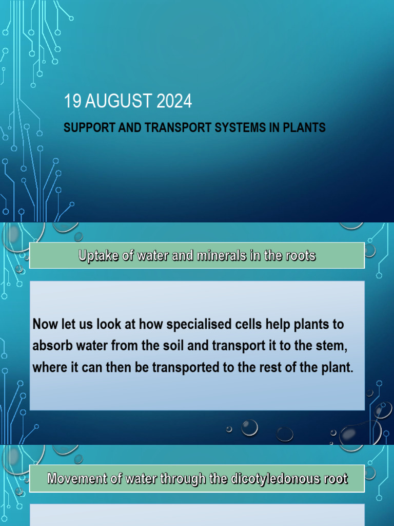 Plant Transport Systems Explained | PDF | Leaf | Root