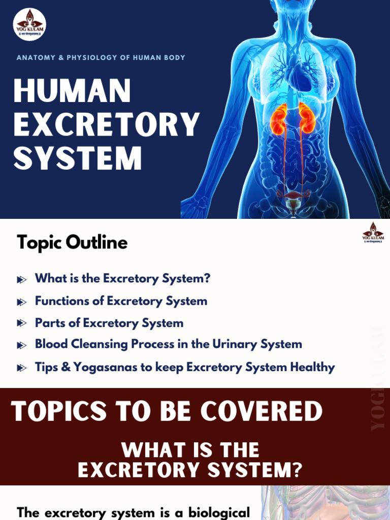 EXCRETORY SYSTEM | PDF | Urine | Urinary System