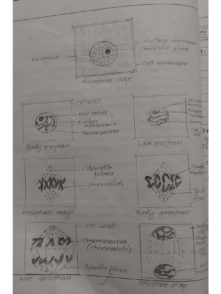 Mitosis Diagram | PDF