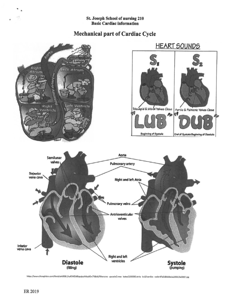 Cardiac Cycle | PDF