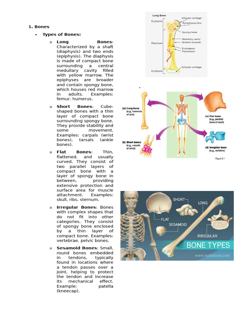 Reviewer For Skeletal and Muscular System | PDF | Muscle Contraction | Bone
