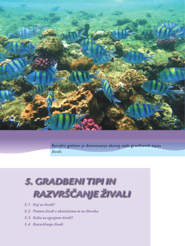 5 Gradbeni Tipi in Razvrscanje Zivali | PDF