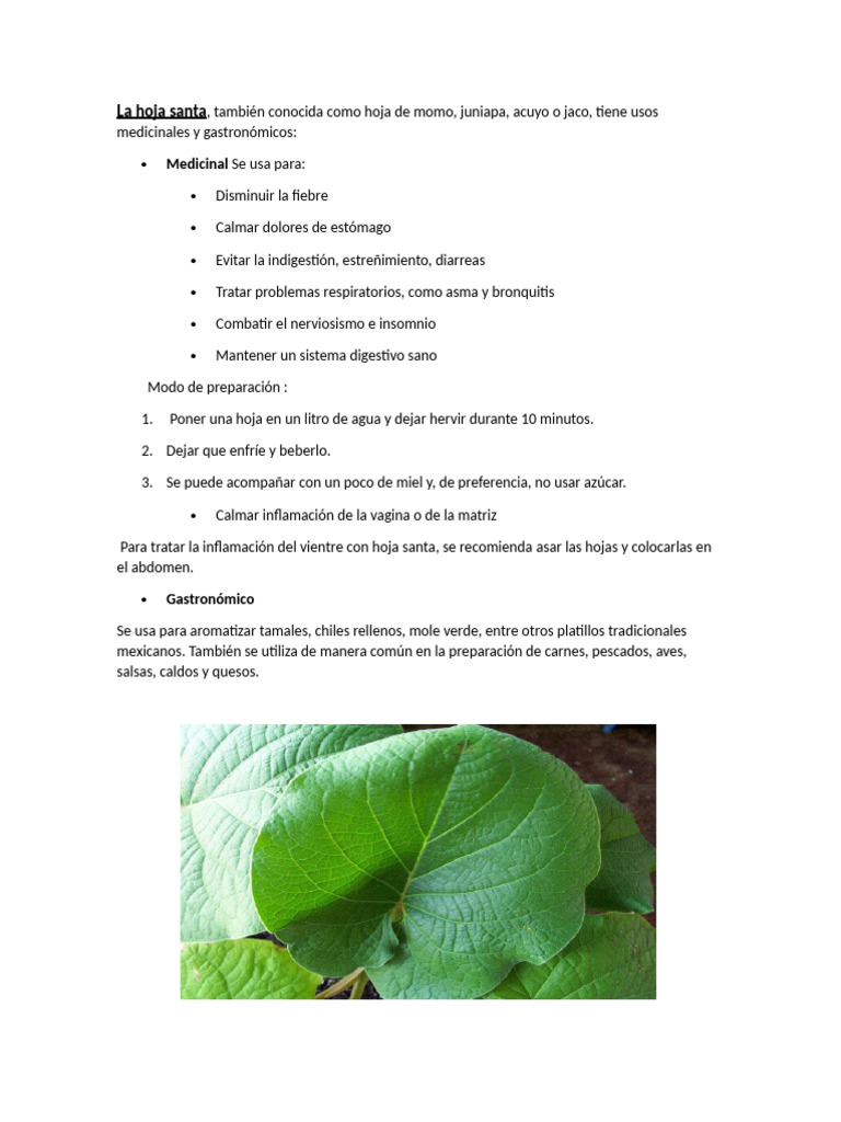 7 Hoja Santa | PDF | Cocina, comidas y vino | Salud y bienestar