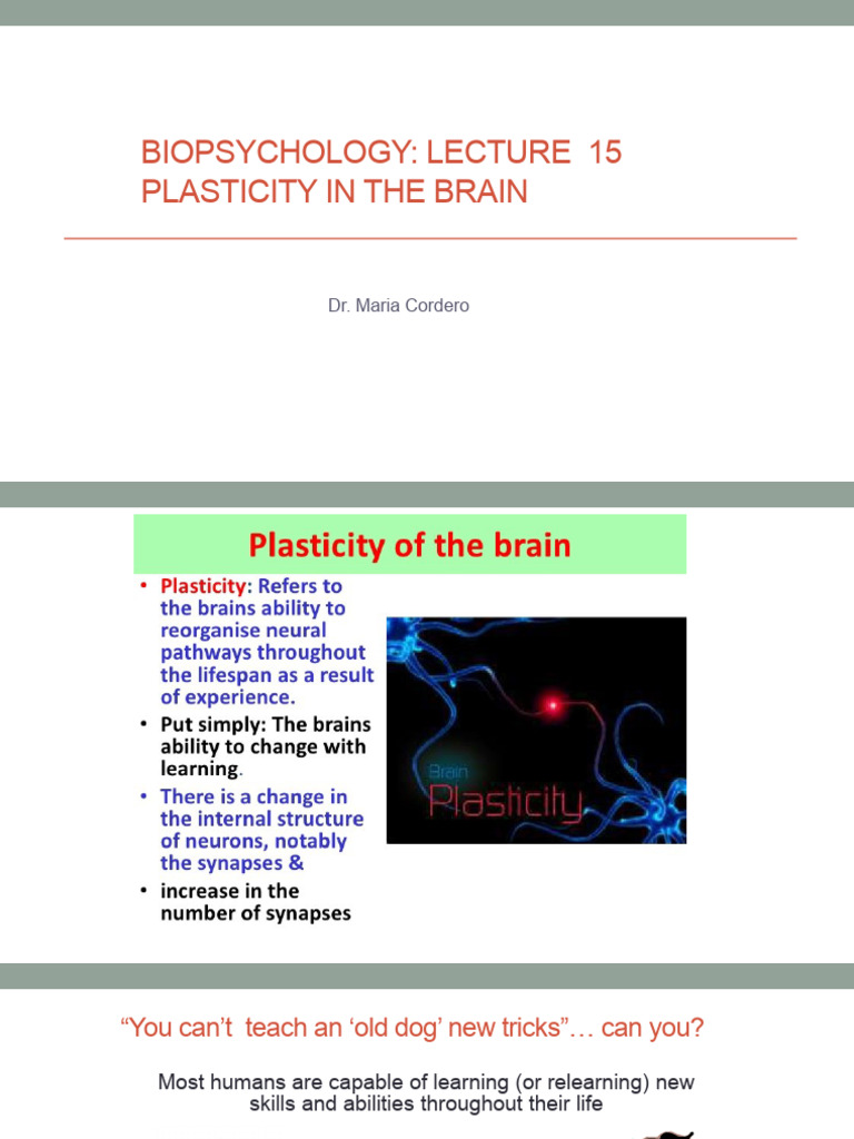 Brain Plasticity and Neurogenesis Explained | PDF | Hippocampus ...