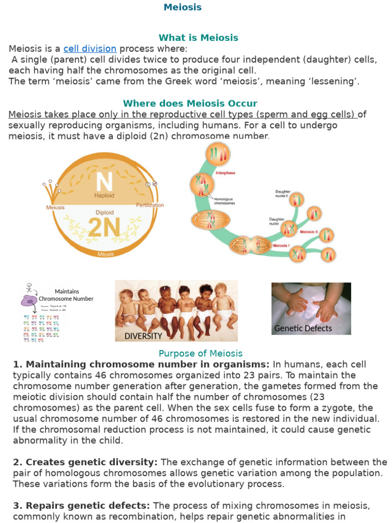 Meiosis Phases After Sexual Reproduction | PDF | Meiosis | Chromosome