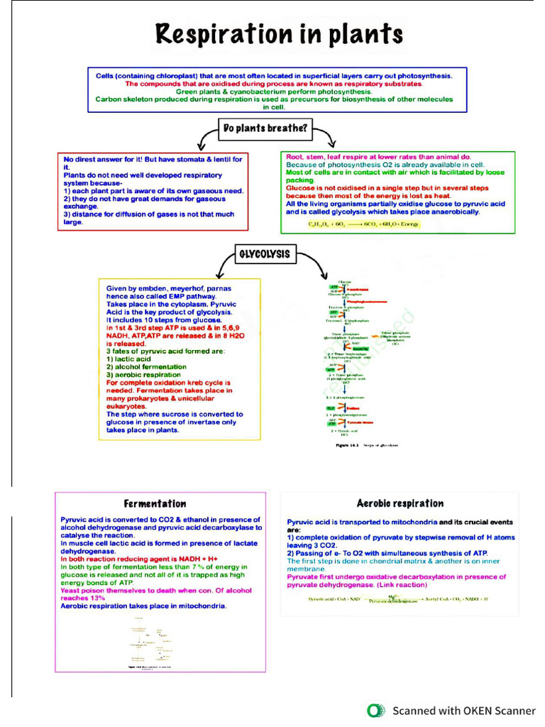 Respiration in Plants Mind Maps | PDF