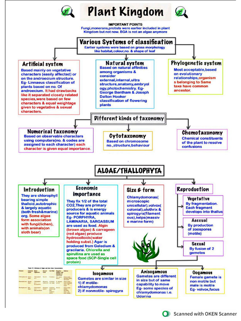Plant Kingdom Mind Maps | PDF