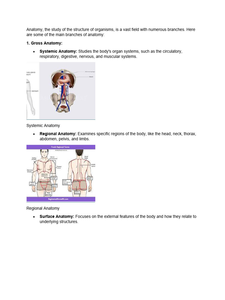 Anatomy Branches Overview | PDF | Science & Mathematics