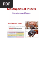 ENT-501 Biting and Chewing Type Insect Mouth Parts | PDF | Insects ...