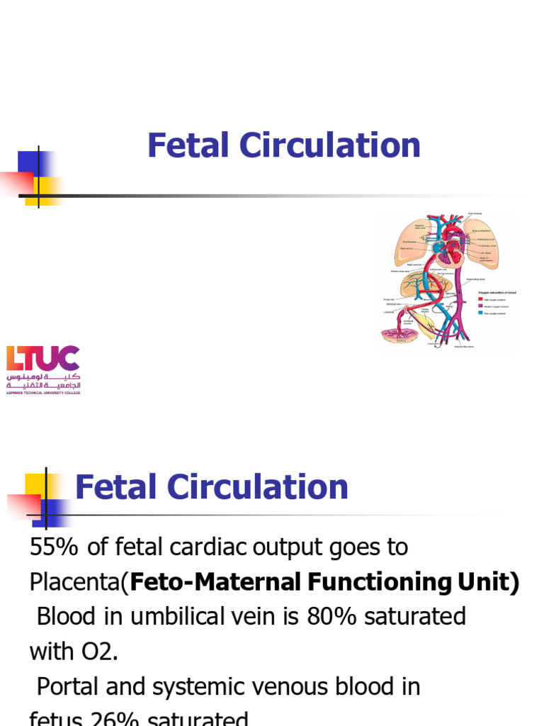 Fetal Circulation | PDF