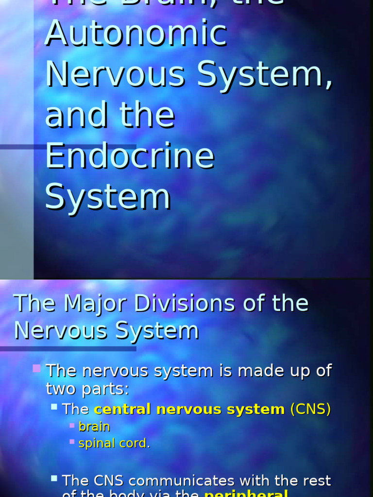 Brain & Endocrine | PDF | Nervous System | Cerebral Cortex