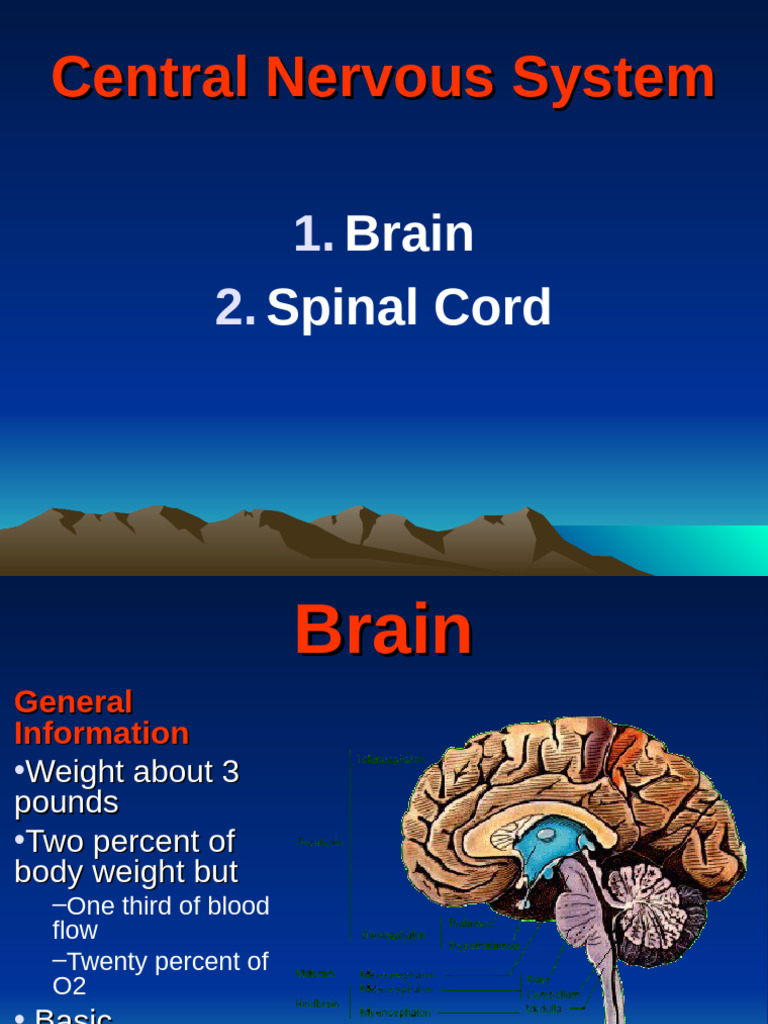 Brain and Spinal Cord | PDF | Spinal Cord | Central Nervous System
