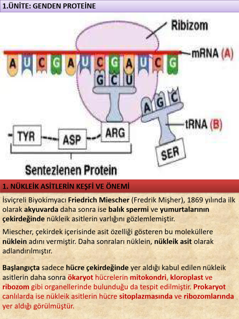 GENDEN PROTEİNE-sıkıştırıldı | PDF