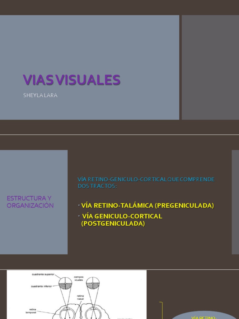 Estructura de las Vías Visuales | PDF | Sistema visual | Percepción visual