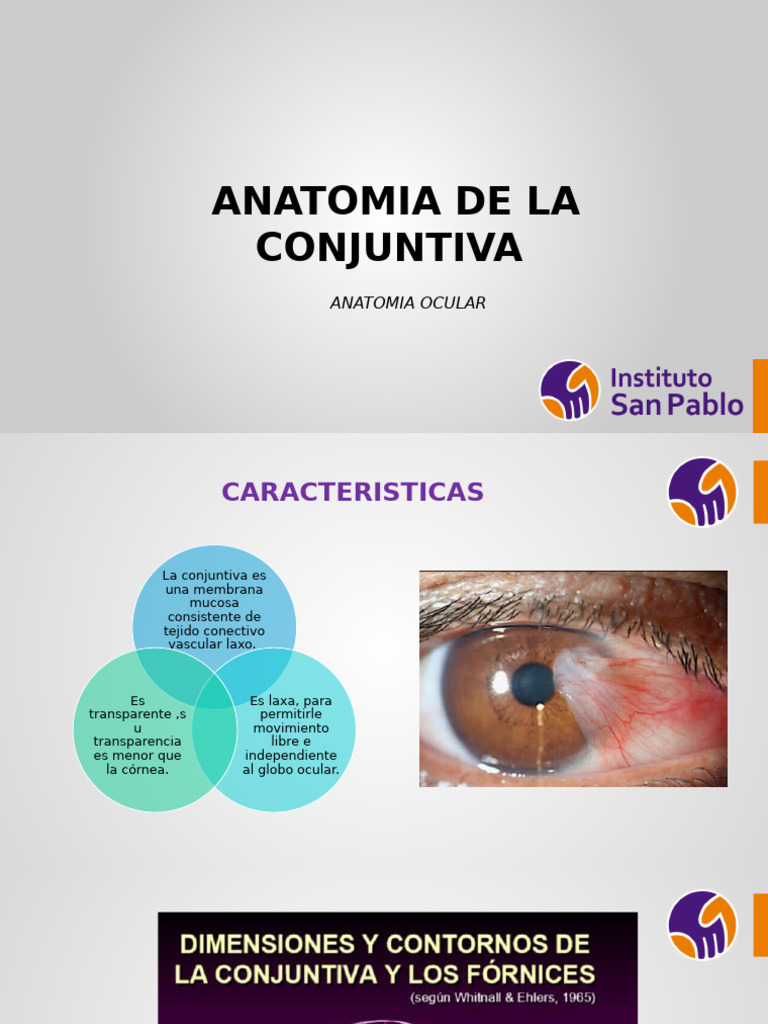 Anatomia de La Conjuntiva | PDF | Epitelio | Córnea