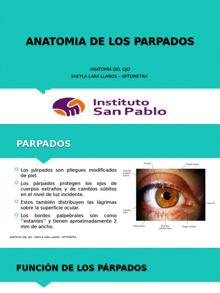 Anatomia de Los Parpados | PDF | Piel | Anatomía humana