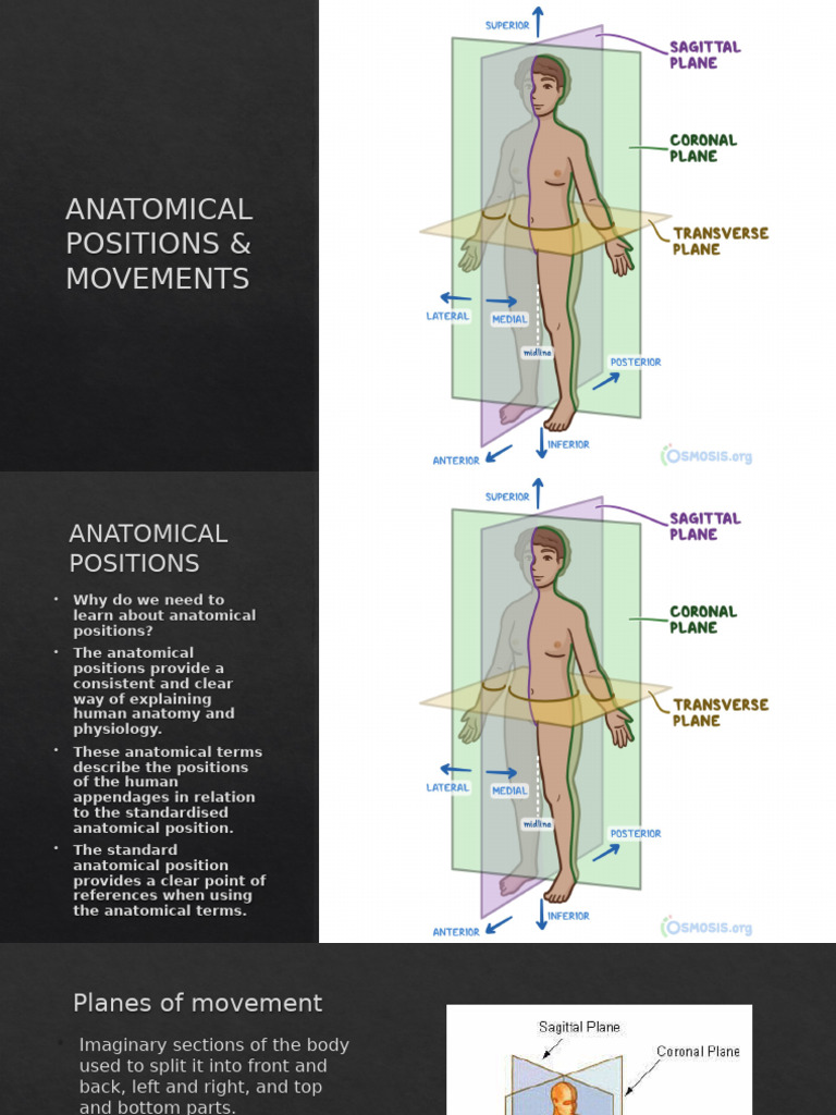 Anatomical Positions & Movements Updated | PDF | Anatomical Terms Of ...