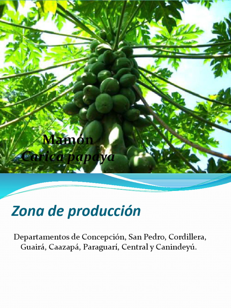 Cultivo y variedades de mamón | PDF | Plantas | Botánica