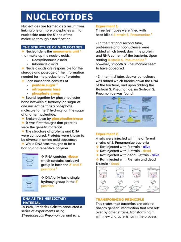 NUCLEOTIDES | PDF | Nucleotides | Nucleic Acids