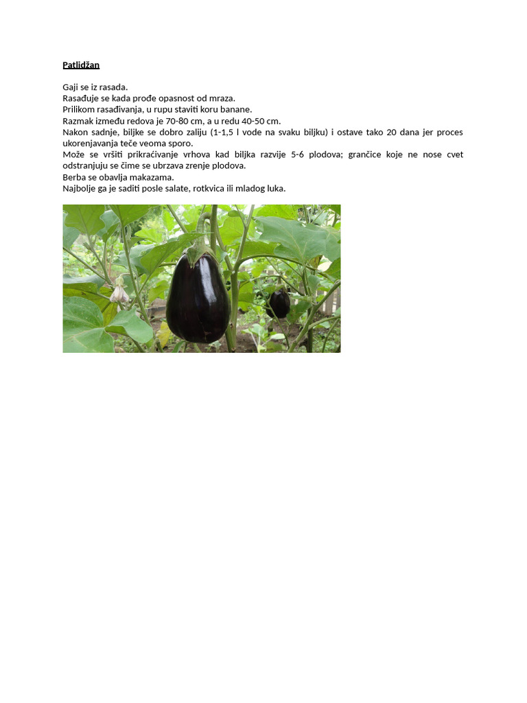 Patlidzan | PDF