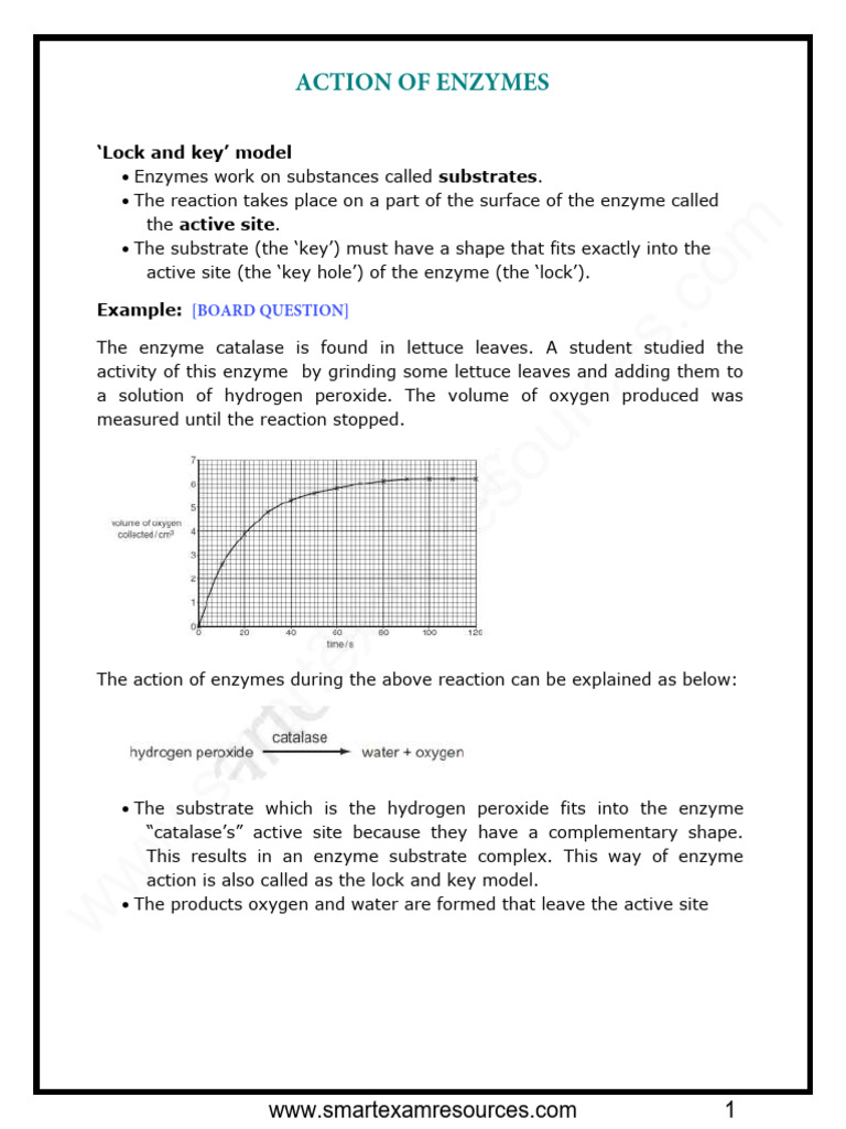 5.2 IGCSE Biology Notes Action of Enzymes | PDF | Active Site | Enzyme