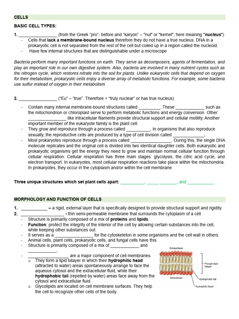 Additional Notes On Cells | PDF | Cell (Biology) | Cell Membrane