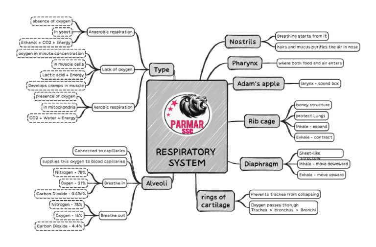 Respiratory System Printable FRB | PDF