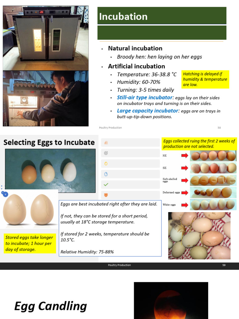 Poultry Incubation Guide: Techniques & Tips | PDF | Egg | Chicken
