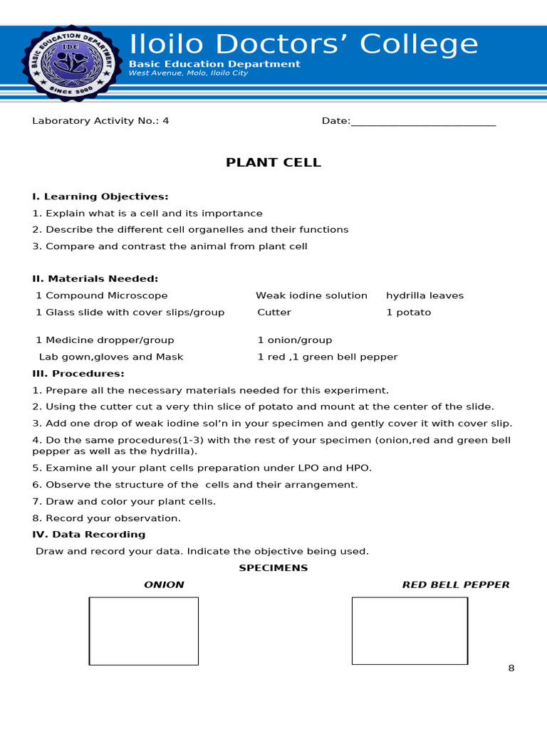 Lab 4 Plant Cell | PDF