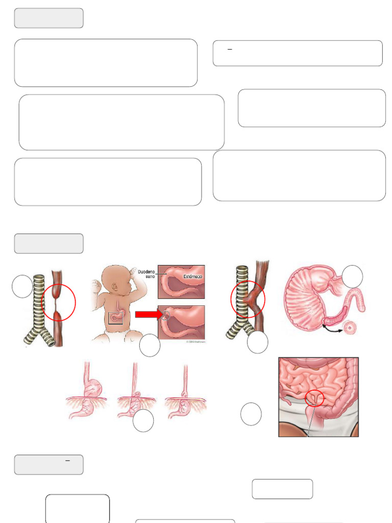 Tarjetas Digestivo TUMN 2024 | PDF | Estómago | Abdomen